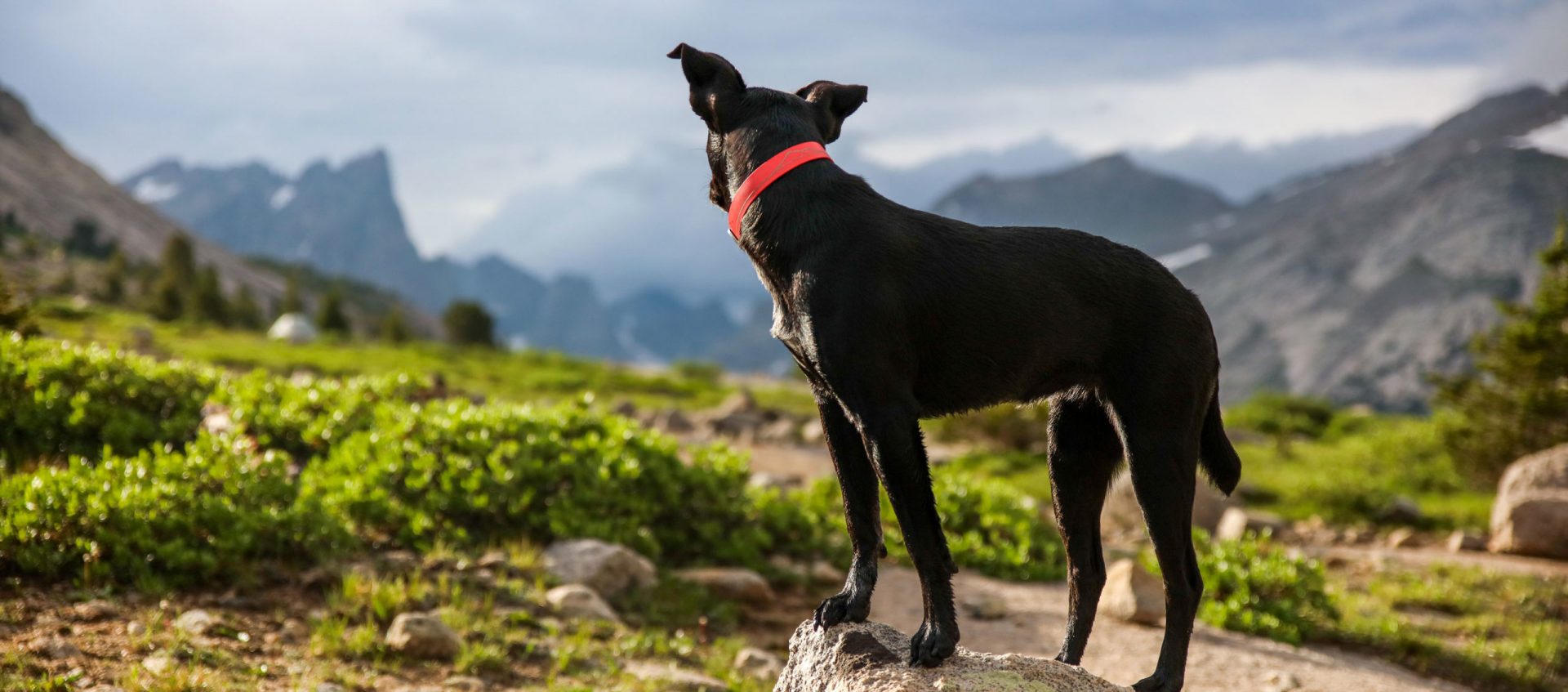 Contact - Federal Service Dog Registration