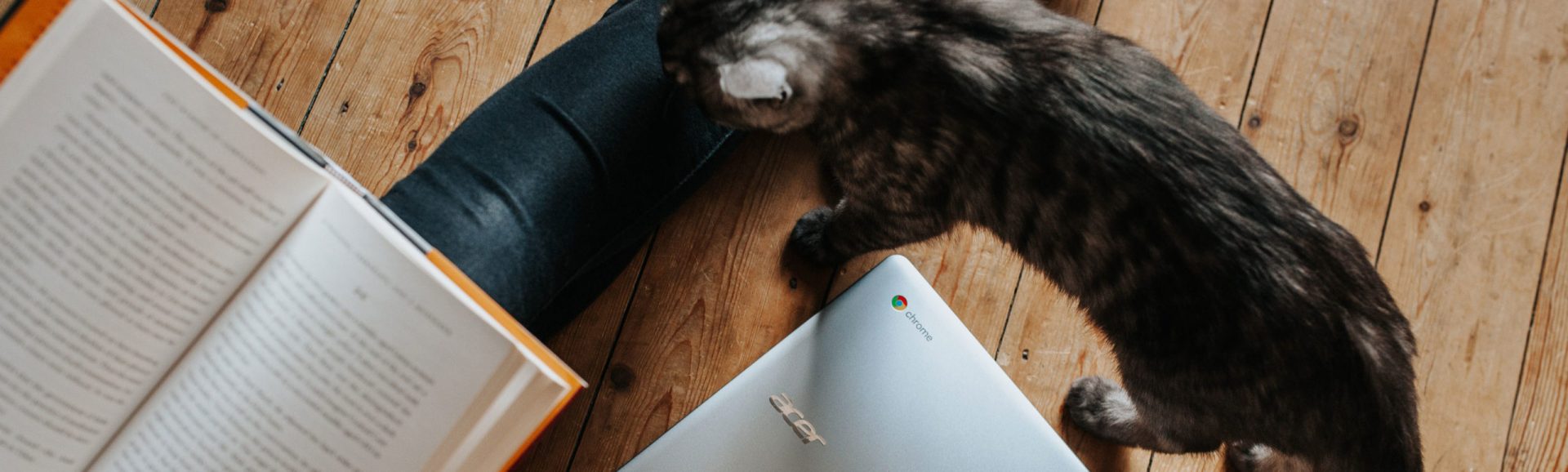 Blog - Federal Service Dog Registration